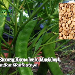 Penjelasan Lengkap Klasifikasi dan Morfologi Tanaman Kacang Kapri