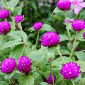 Penjelasan Klasifikasi Dan Morfologi Tanaman Buncis