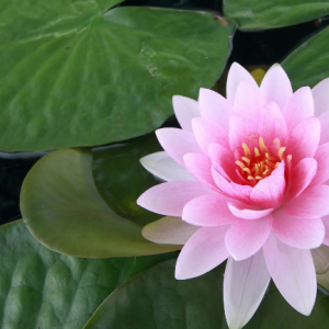 Cara Budidaya Bunga AZALEA